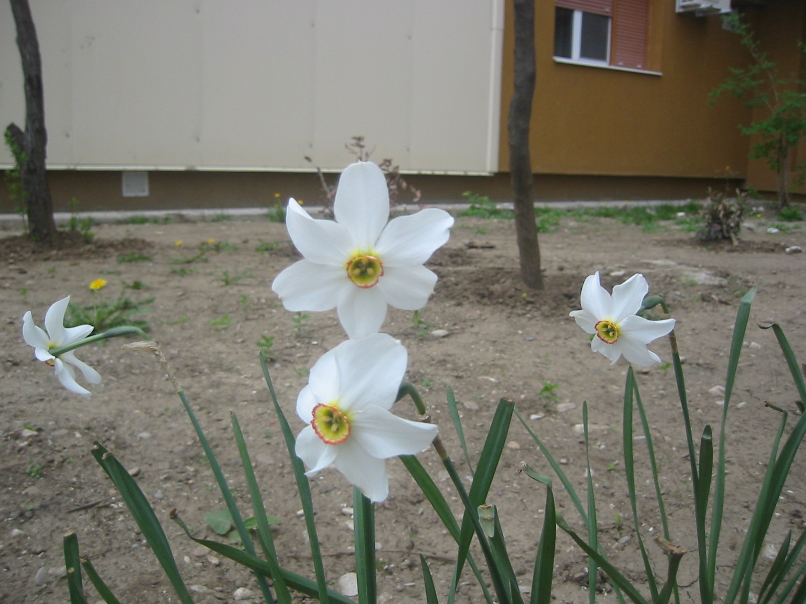 Blog de fotografii: Fotografii cu narcise