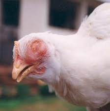 manuel quintero: Cólera Aviar