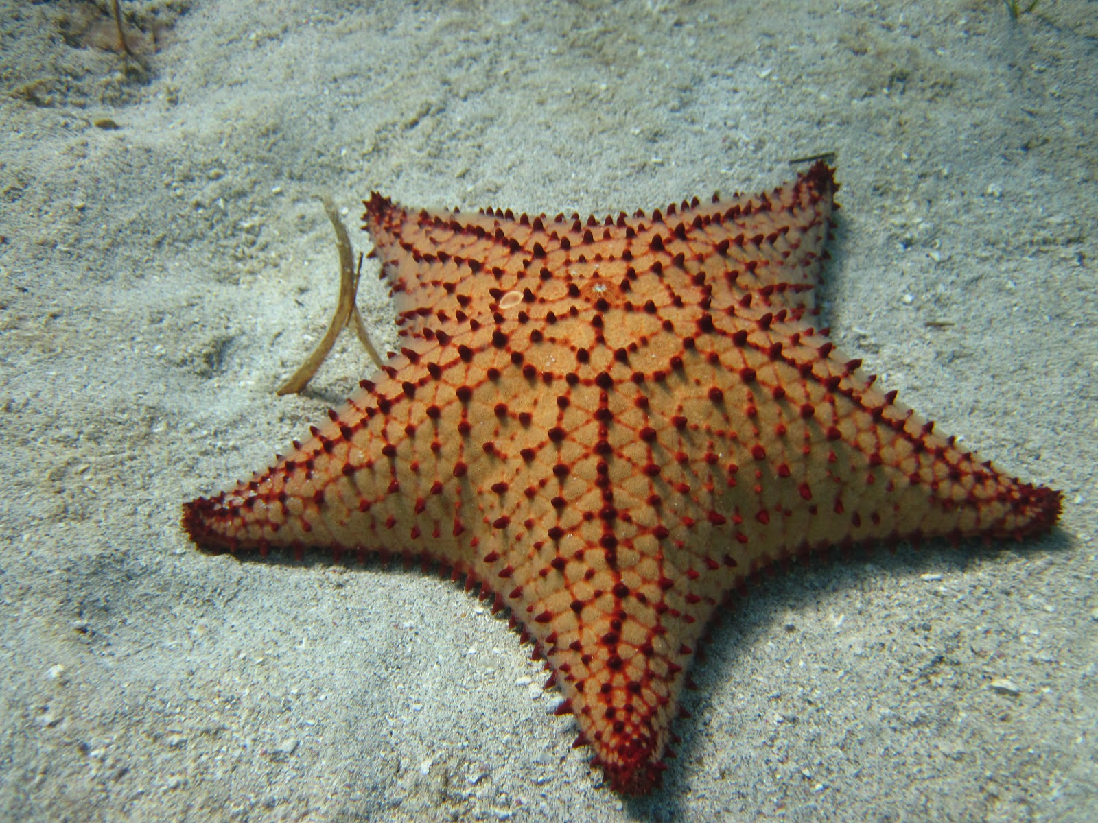 Cruising with Mr Mac: Creature Feature: Starfish