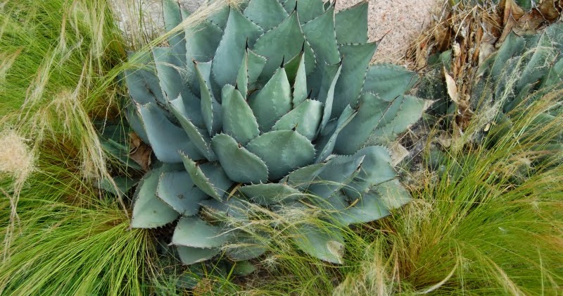 The Indoor Garden: Agave