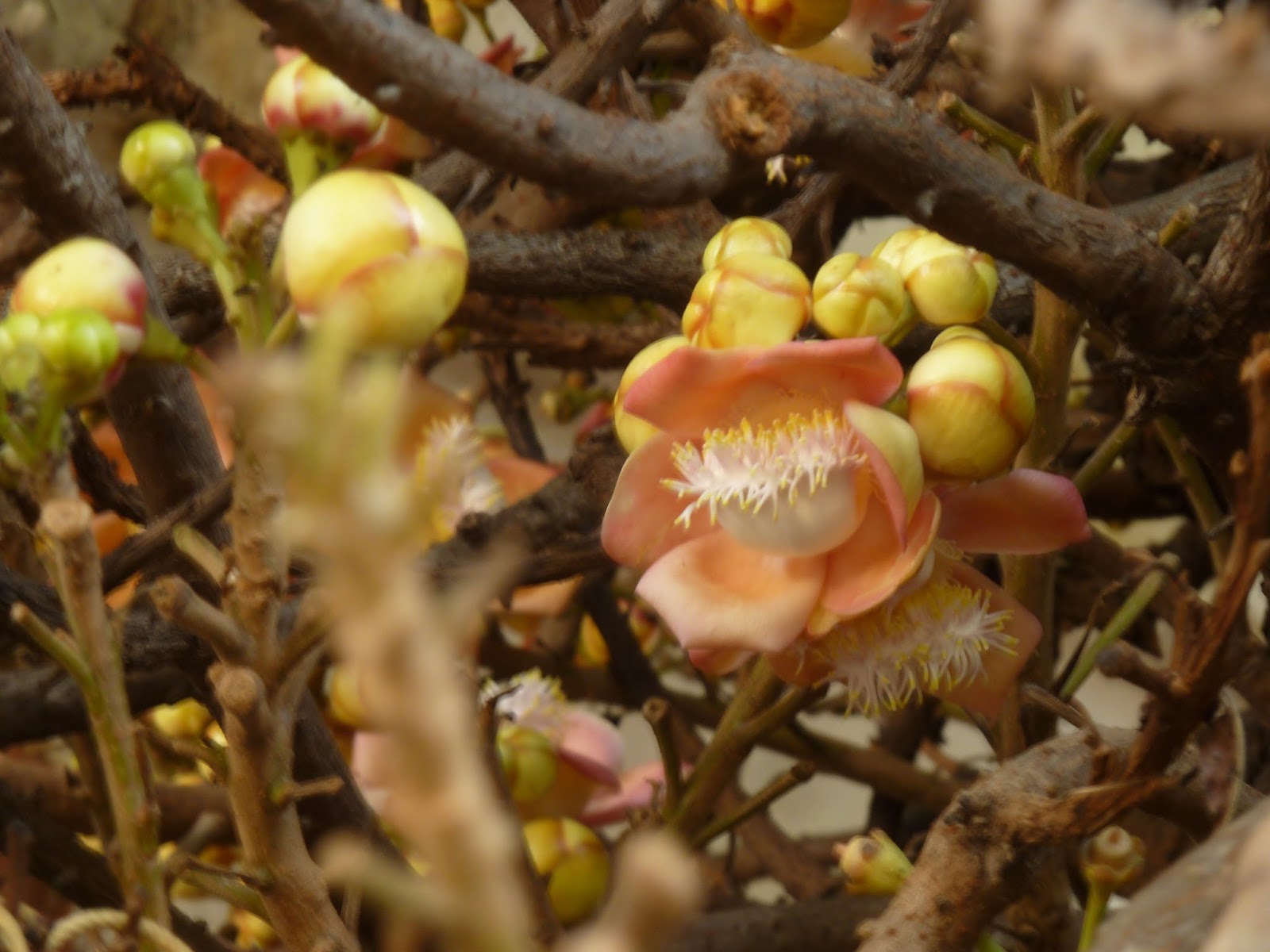 Cardigan Kannadiga in Canada: Lingada hoovu in Bangalore