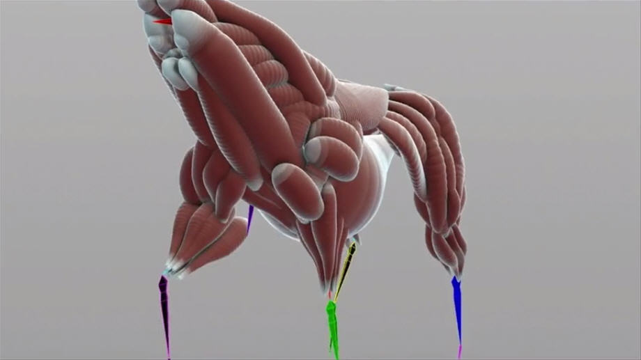 Rigging With Muscles in Houdini | CG TUTORIAL