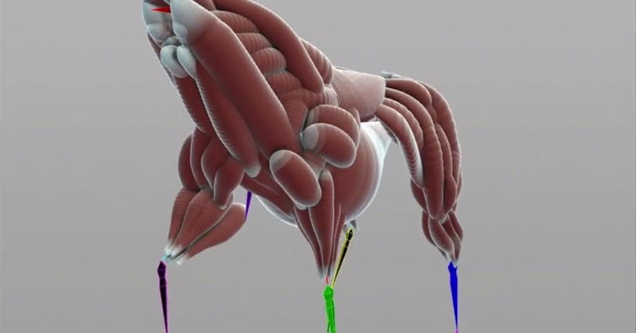 Rigging With Muscles in Houdini | CG TUTORIAL