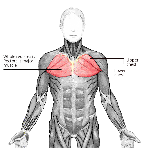 Inner Chest Workout Tips « True Fitness Tips