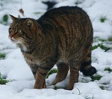 animal species: WILD CAT