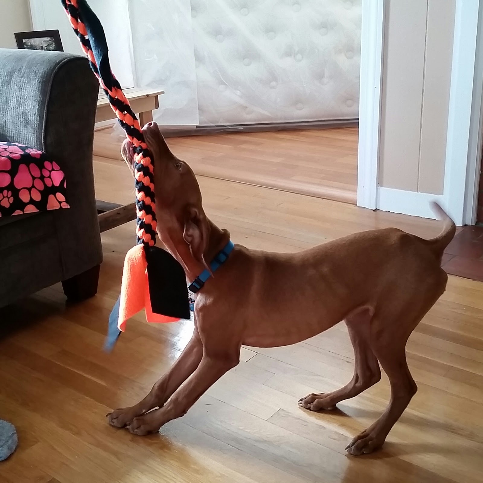 Giveaway Guy GOWEST Fleece Tug Toys For Dogs giveaway giveaway-guy-gowest-fleece-tug-toys-for-dogs-giveaway
