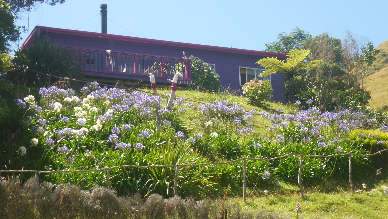 New-Zealand Adventure: Tondre des lamas à Cissy bay
