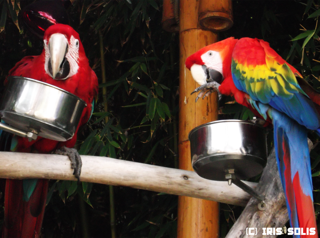 FaunaDex: Guacamayo rojo