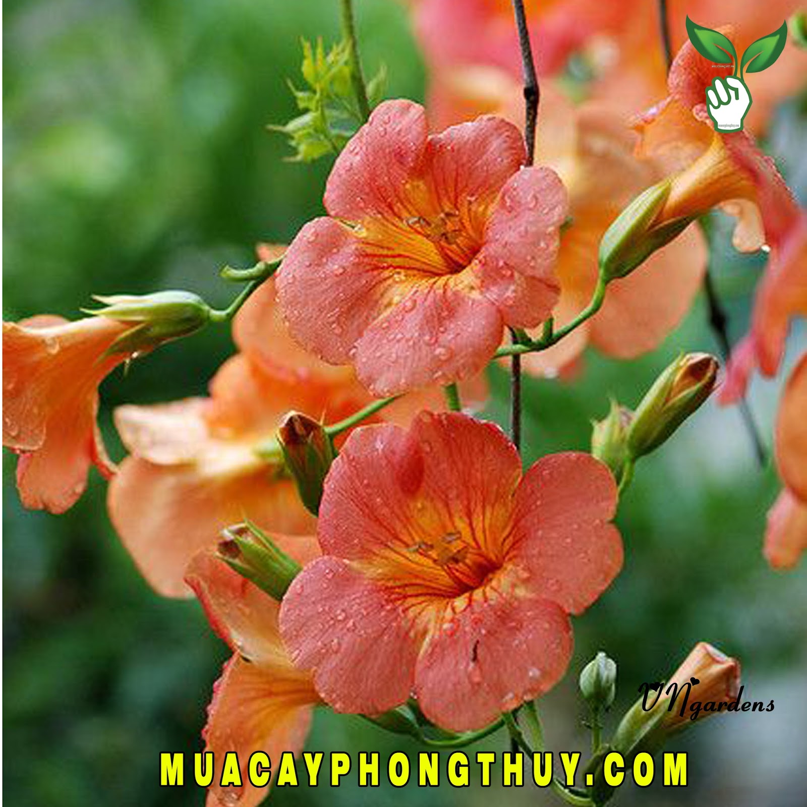 Cây dây leo đăng tiêu – Cách trồng hoa đăng tiêu. | MUA CÂY PHONG THỦY