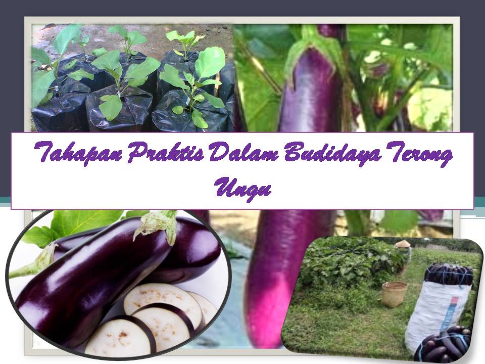 5 Tahapan Praktis Dalam Budidaya Terong Ungu, Yang Perlu Anda Terapkan ...