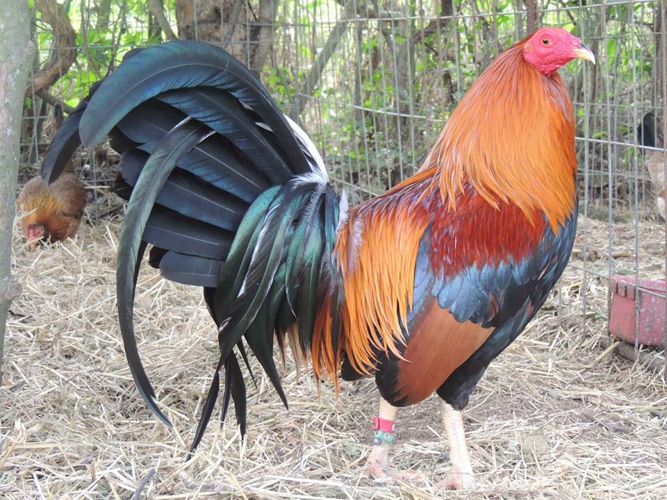 Gallos Finos, Aves de Combate, Gallos de Pelea...: El Gallo Kelso