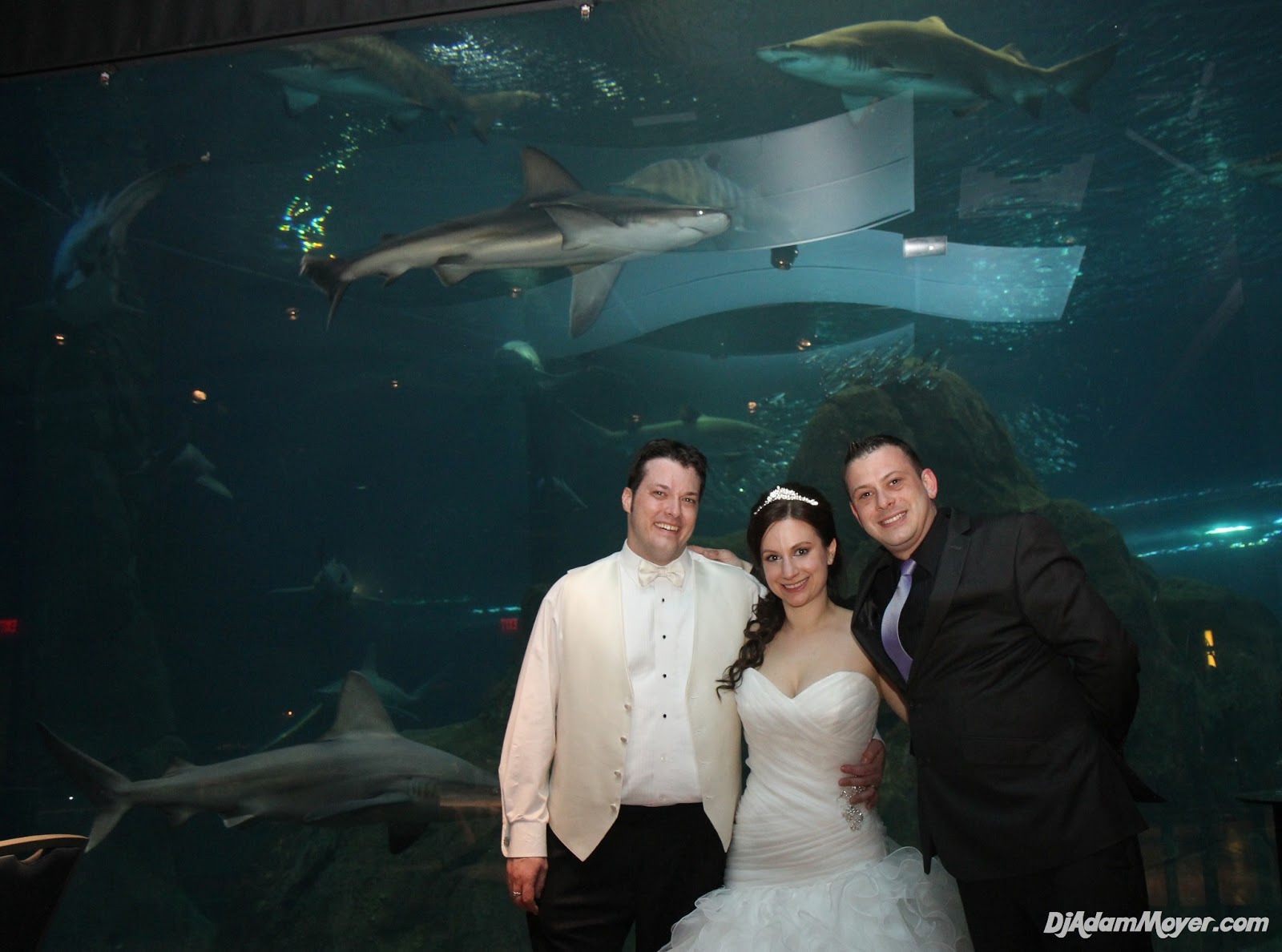 Weddings with DJ Adam Moyer: Celebrating with Sharks at the Adventure ...