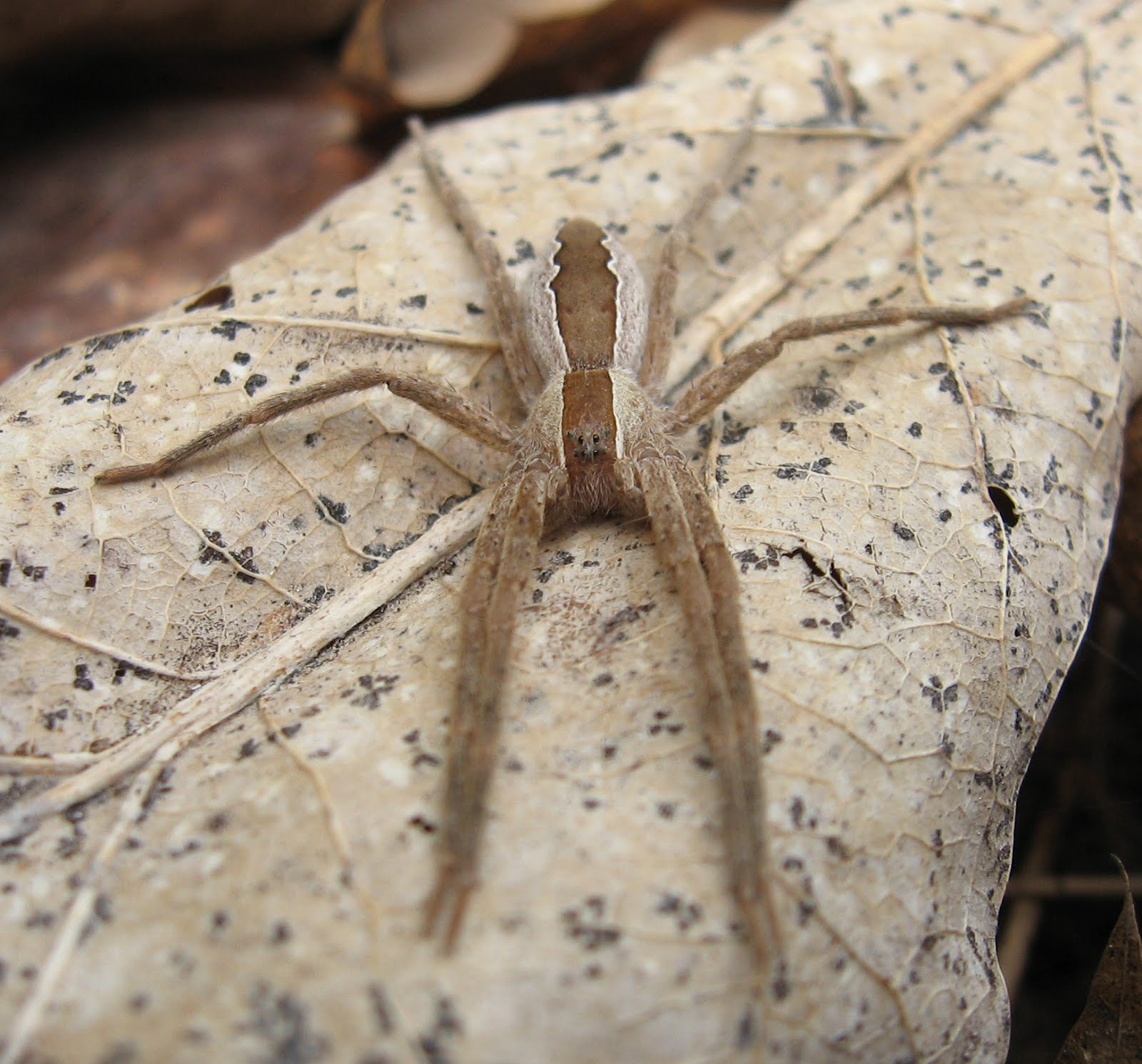 Tangled Web: Along came a Running Crab Spider ...