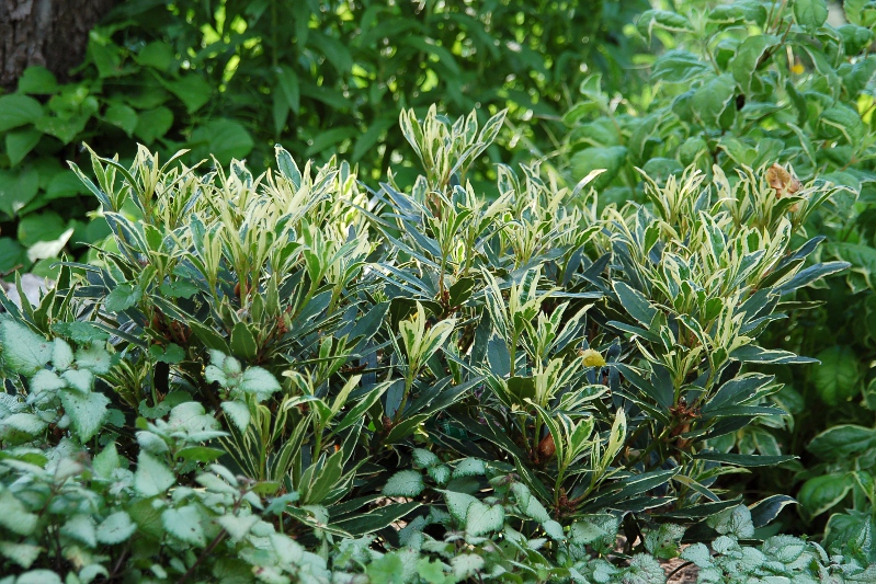 Mój ogród: Rhododendron ponticum 'Variegatum'