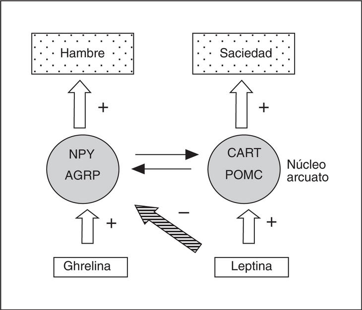 EL SISTEMA ENDOCRINO: ALTERACIONES METABÓLICAS: LA LEPTINA Y LA GRELINA ...