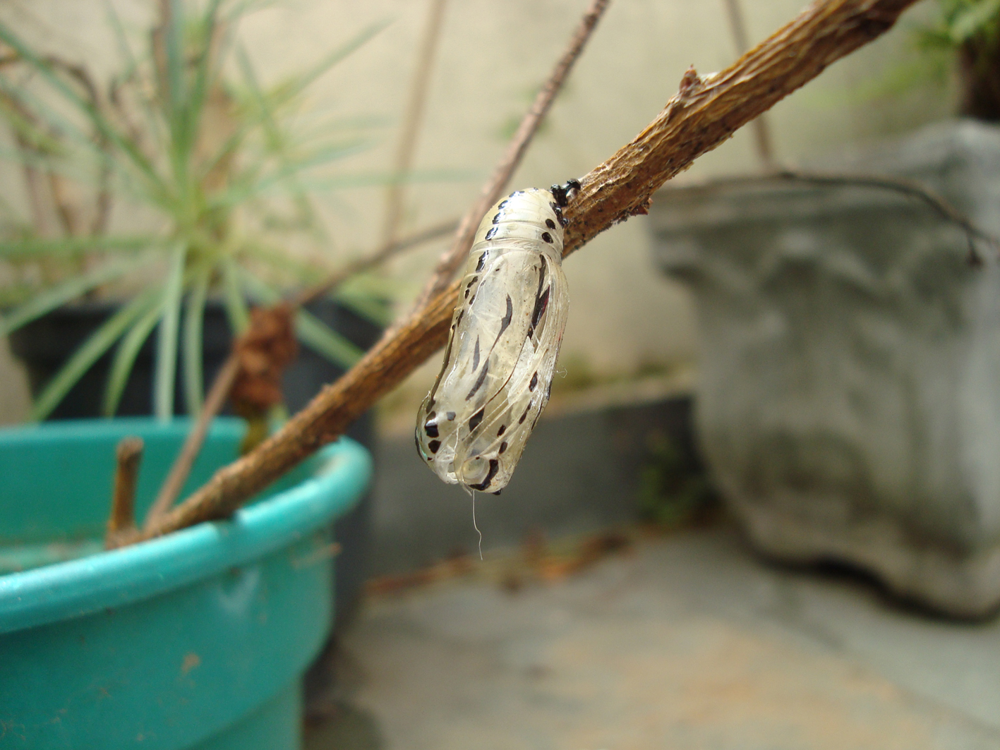 Bicho Paulistano | Salve a Natureza!: Do casulo à borboleta