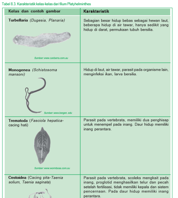 Berbagai Filum pada Animalia - Our Akuntansi