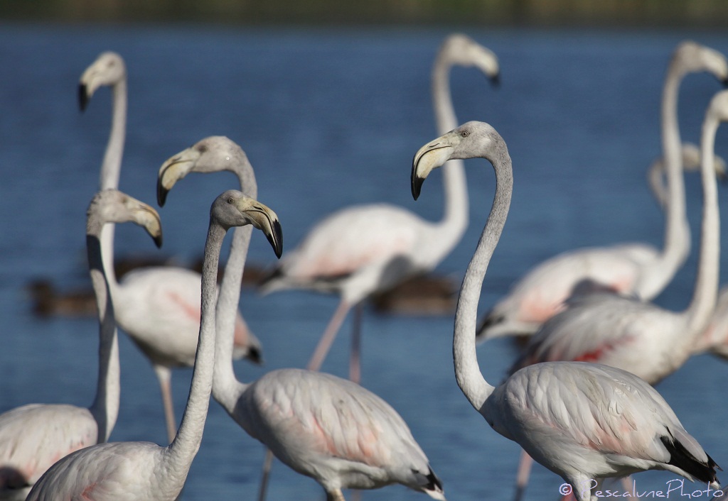 Pescalune Photo: Flamant rose juvenile (Phoenicopterus roseus ...