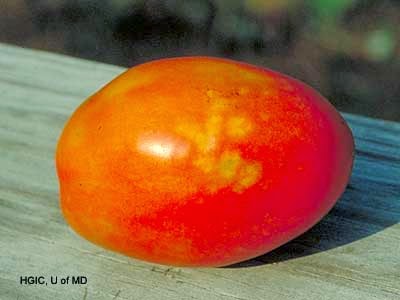 Boyce's Garden Project: Green stink bugs on tomato plants