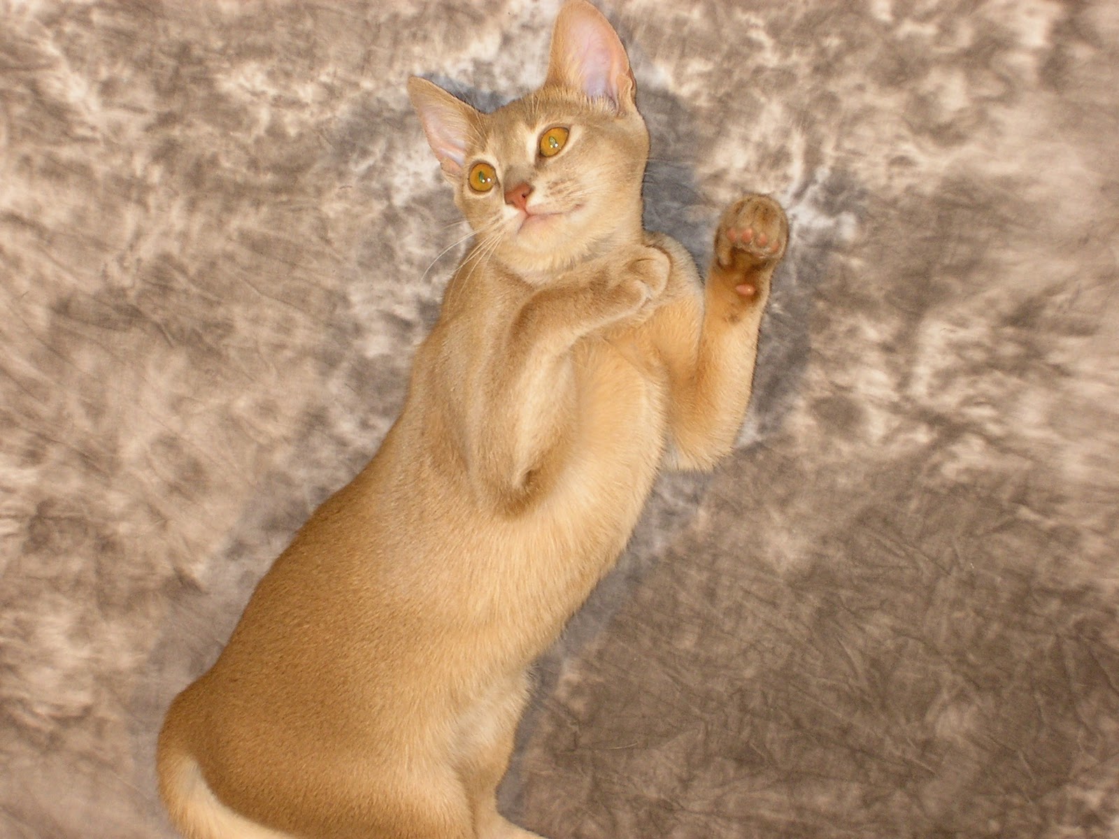 Four Abyssinian Cats: Abyssinian Cats Eyes