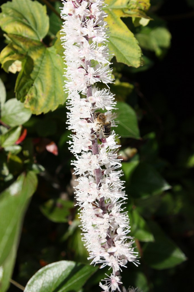 Heléns Trädgårdsplätt: Silverax Simple Brunette och sista tävlingsdag