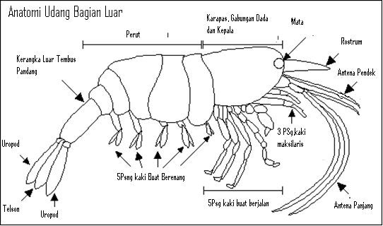 DOKTER HEWAN: Anatomi Udang