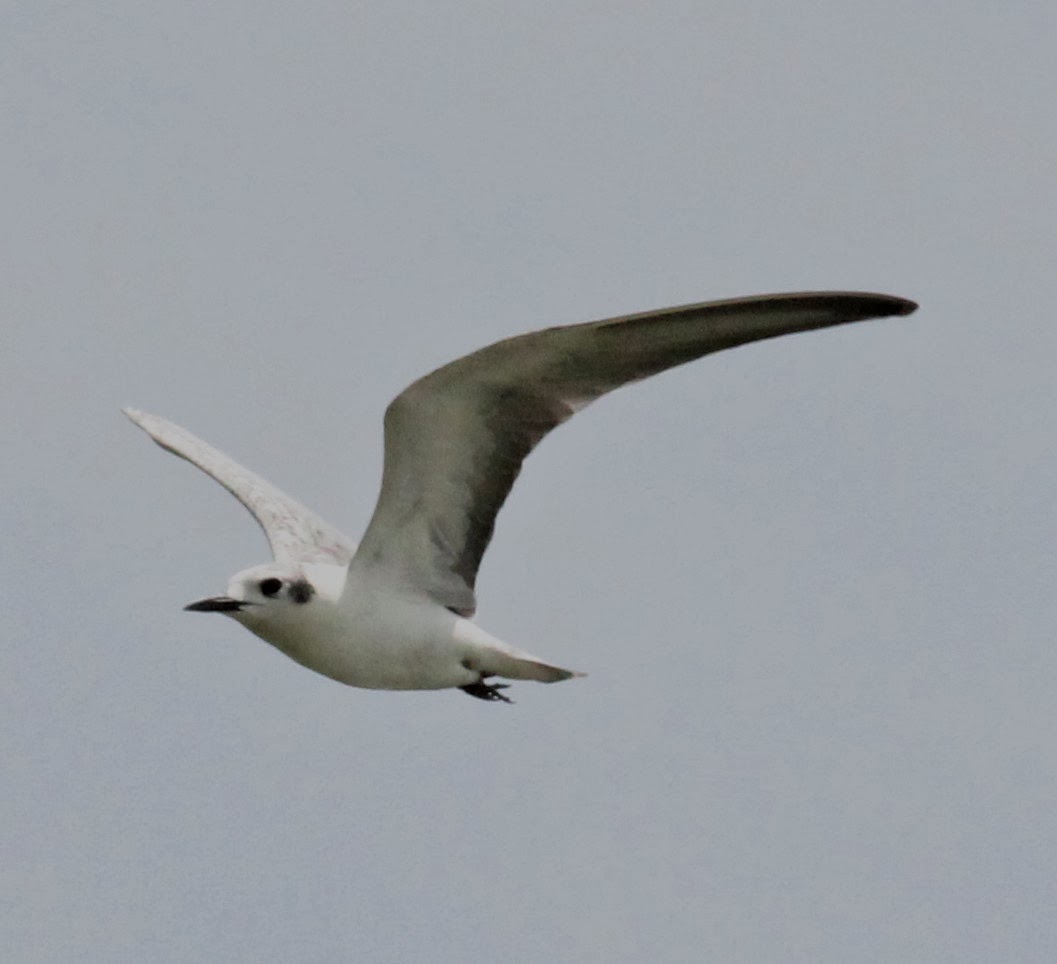 Ron-Nature-Adventures: White-Winged Tern (Chlidonias Leucopterus)