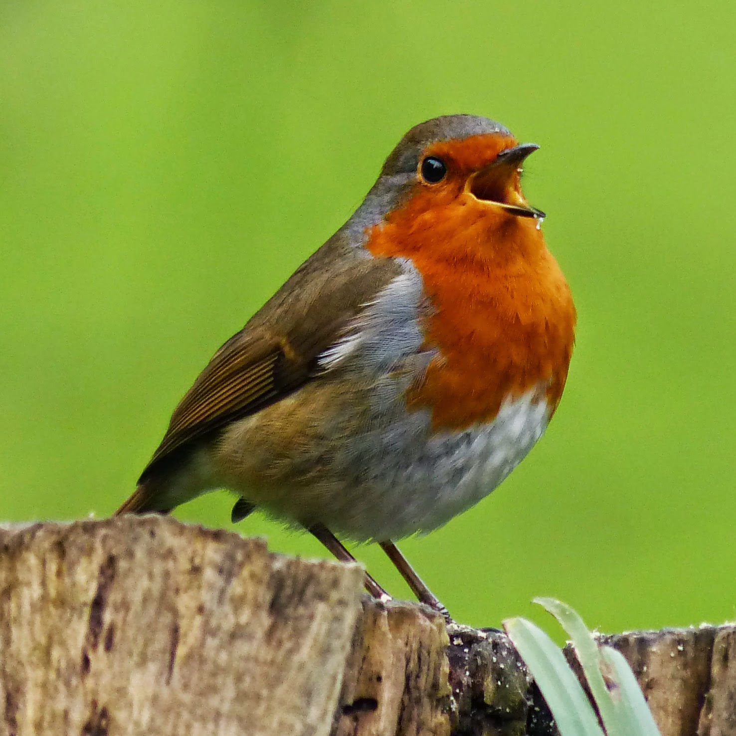 Feathers Birding Blog: Robins and Blackbirds