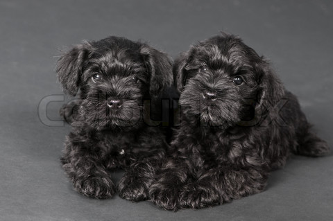 Cute Black Puppy New Images 2013 | Funny Images Show