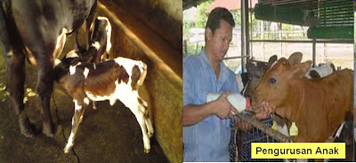 bukan doktor veterinar: Panduan Penternakan Lembu Tenusu