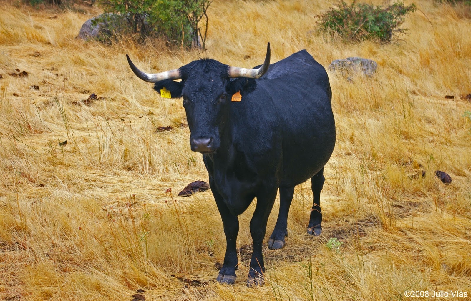 JULIO VIAS: LA VACA AVILEÑA: UN ICONO DEL GUADARRAMA