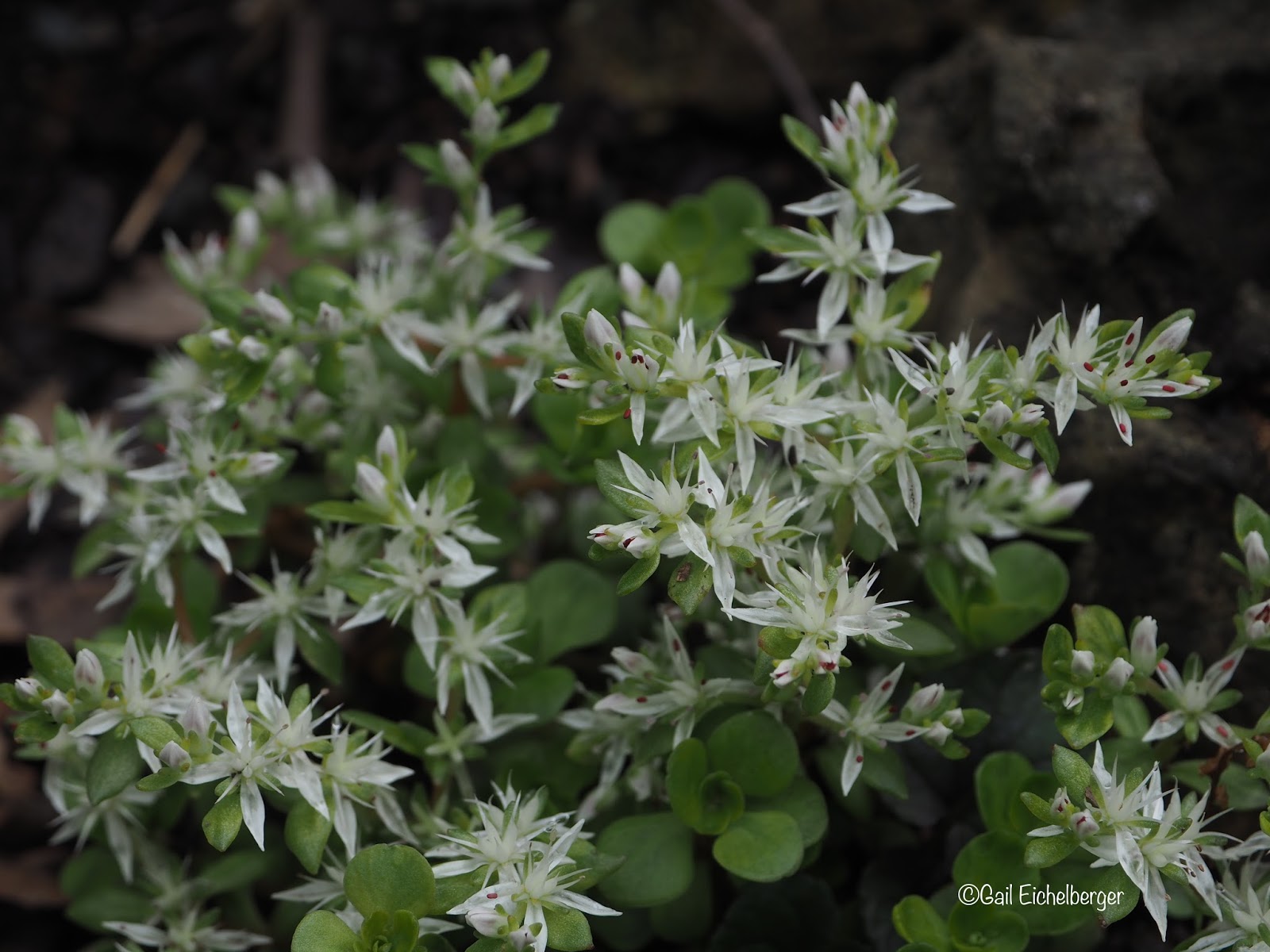 clay and limestone: Wildflower Wednesday: Sedum ternatum