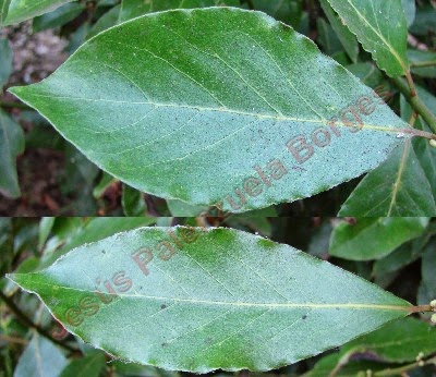 Jesus Palenzuela Borges: Loro, laurel (Laurus novocanariensis).