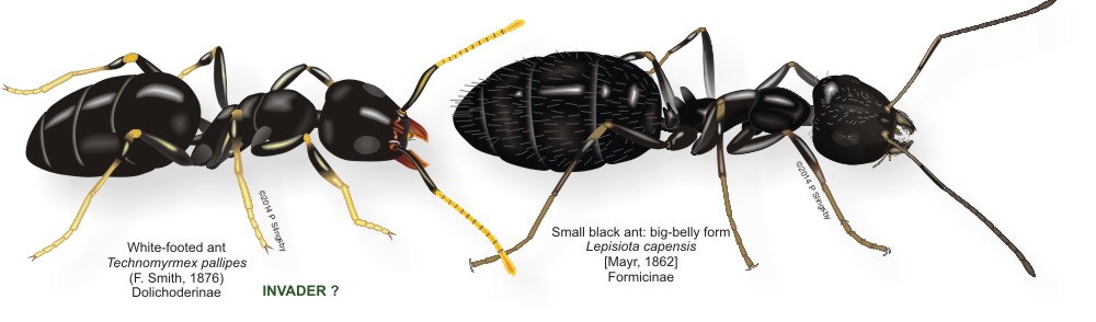 - Ants of Southern Africa -: Technomyrmex pallipes: Pallid-footed Ants