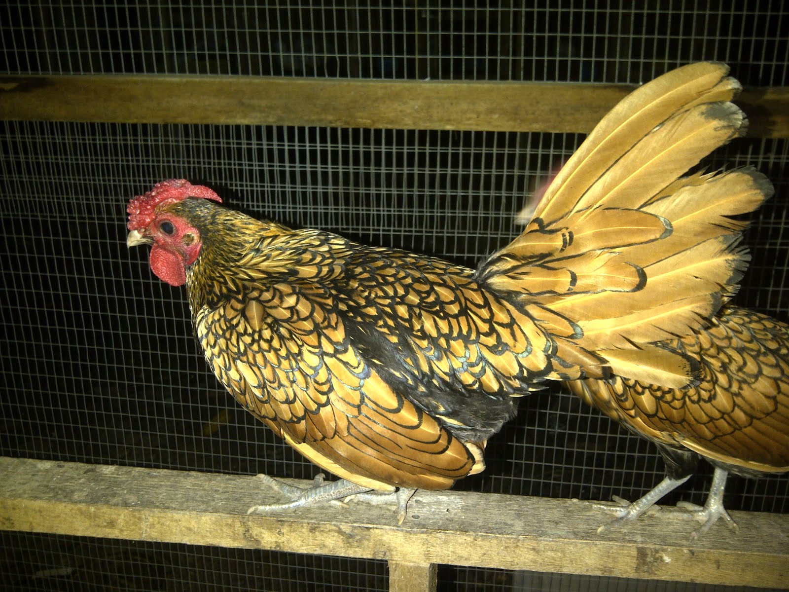 Merlimau Exotic Farm: Update on my golden sebright