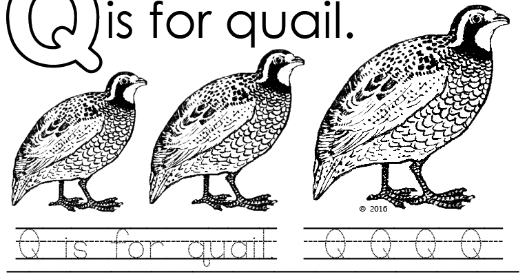 Crayon Palace: "Q is for quail" alphabet coloring page