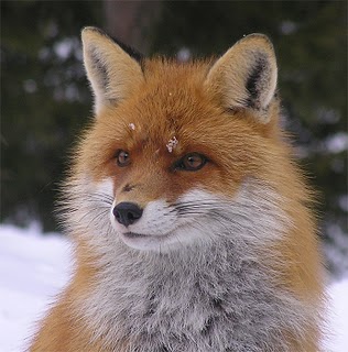 Viitorul incepe azi: Vulpea