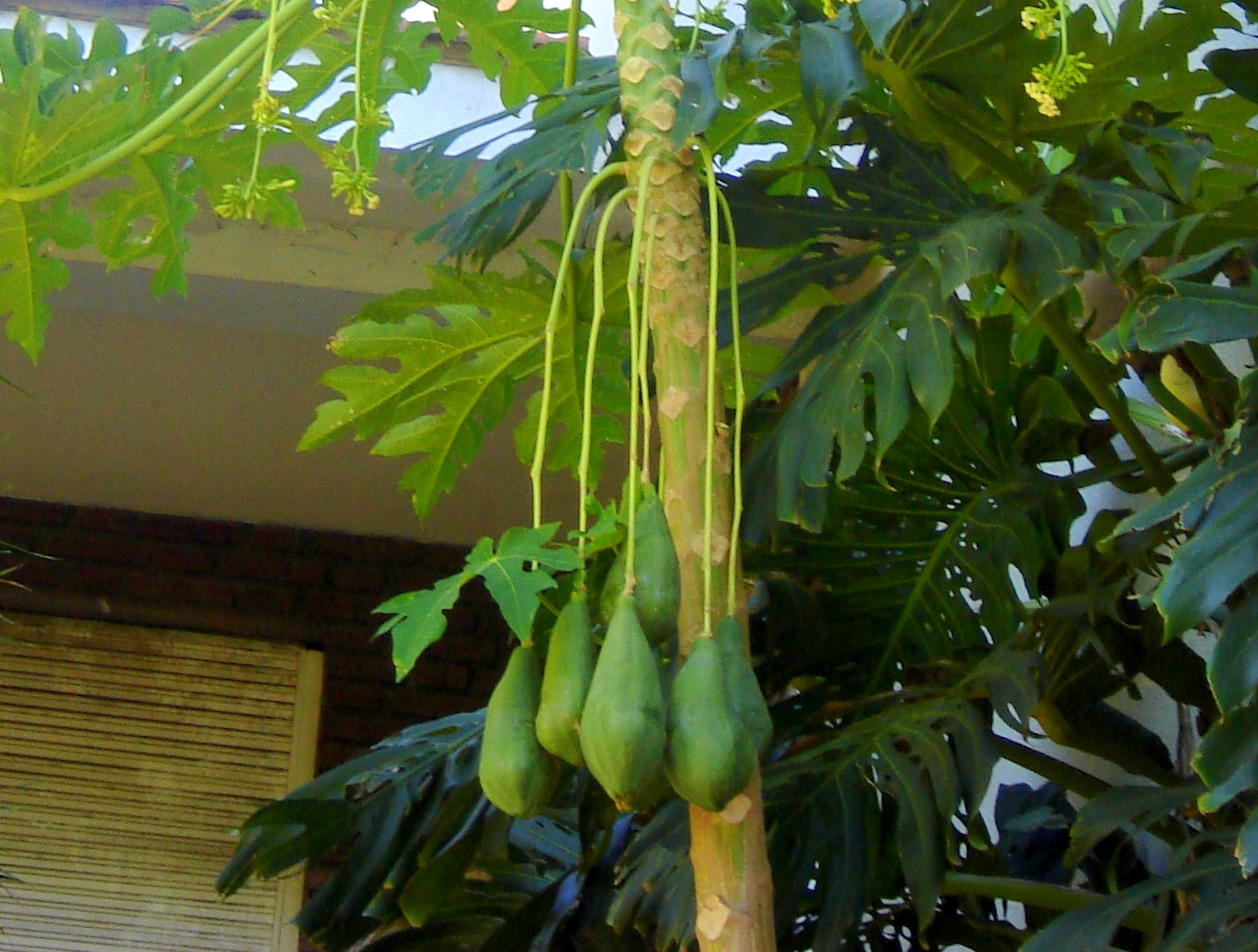 v e r d e c h a c o: Mamón / Higuera de monte