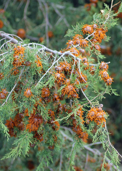Explore Missouri: Cedar-Apple Rust Galls