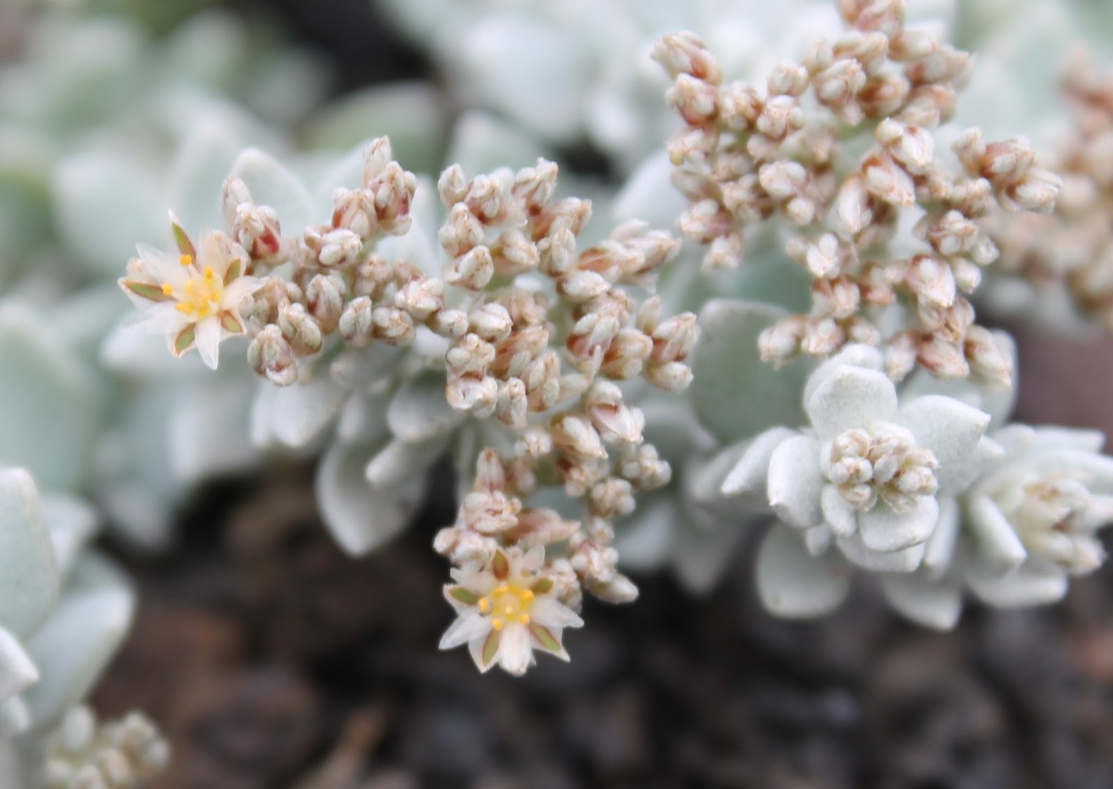 Polycarpaea nivea (Saladillo blanco o común)