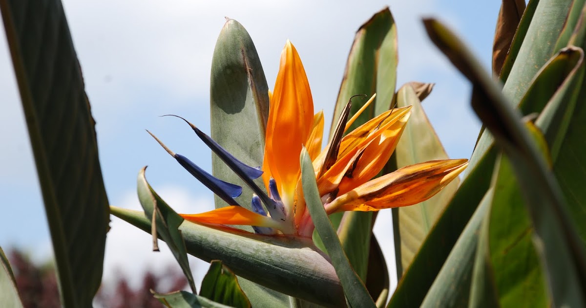 WHAT ARE STRELITZIA PLANTS? |The Garden of Eaden