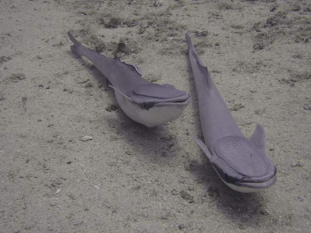 Remoras or Sharksucker (Naucrates Echeneis) ~ Fish Info and Picture