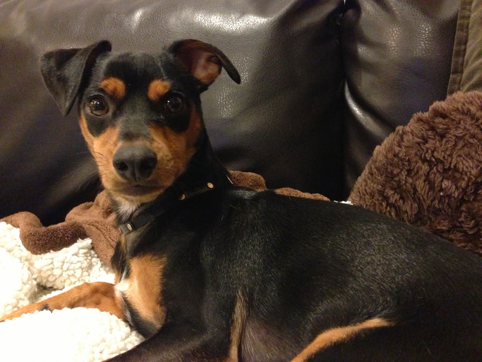 1 year old doxiepin selfies ~ Anze the DoxiePin Dog