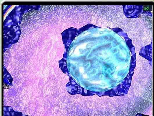 anatonimia: Nucleo celular