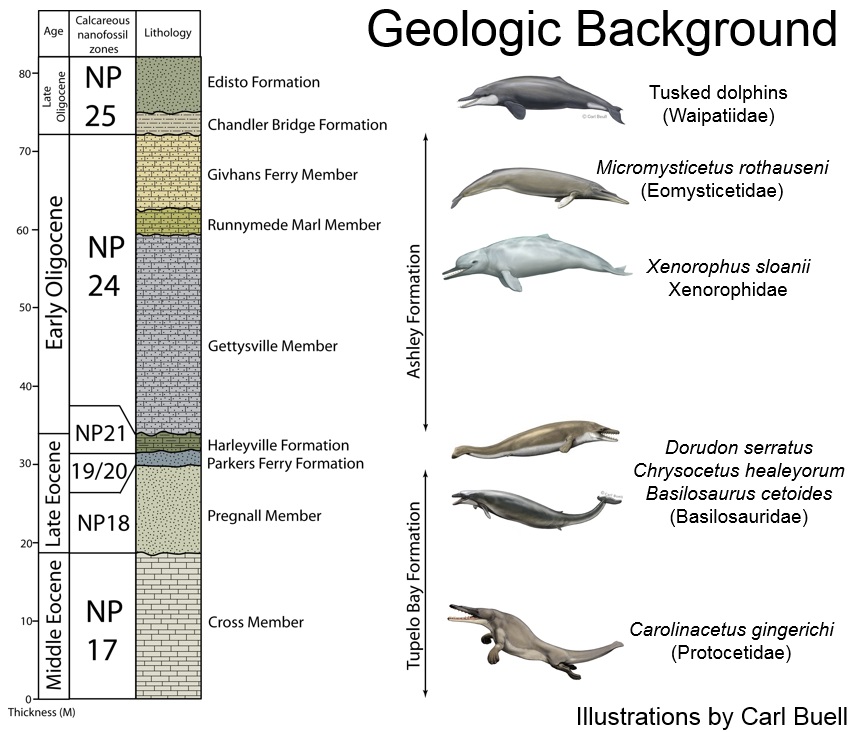The Coastal Paleontologist: The Ashley Phosphate Beds: the ...