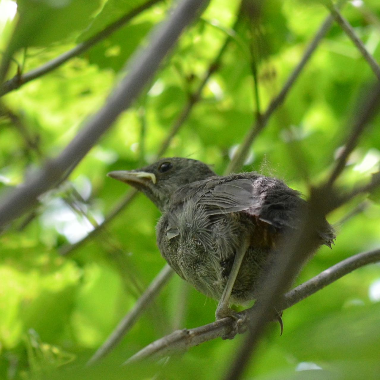 Flower Hill Farm: Woven Tapestries of Flora and Fauna Overcast and Bright