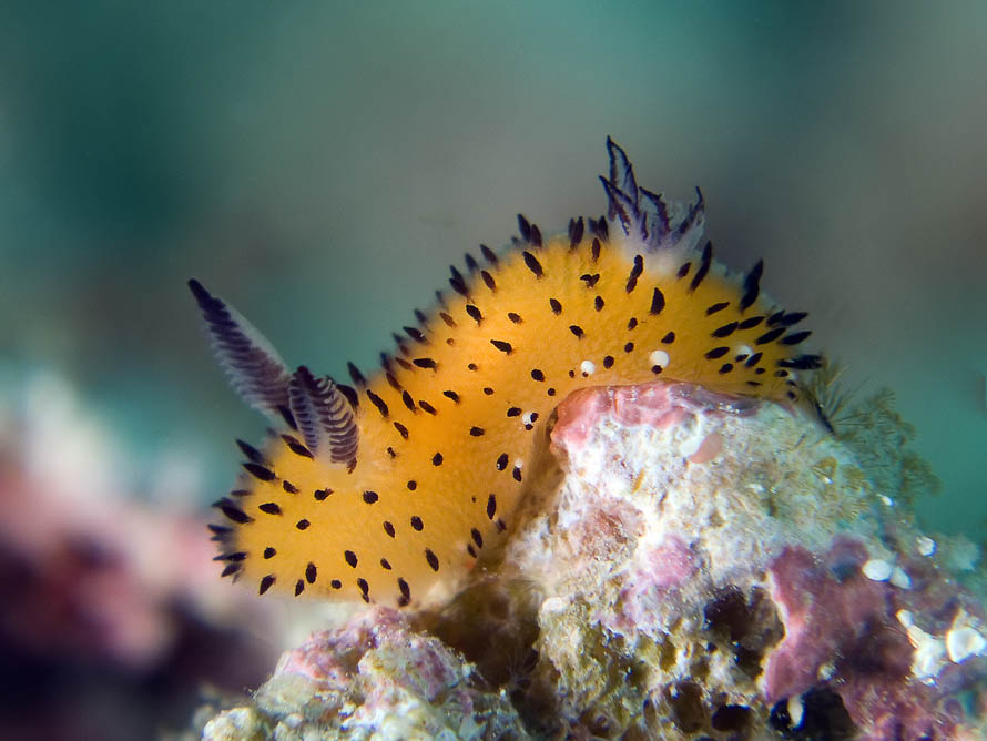 "Sea Bunny", Jorunna parva sea slug | Animales, Nudibranquios ...