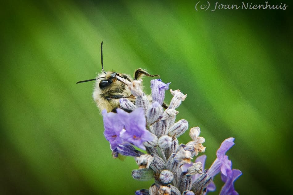 Pacific Northwest Photography: Pollinating Bees