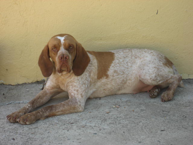 Pachon Navarro del Castillo