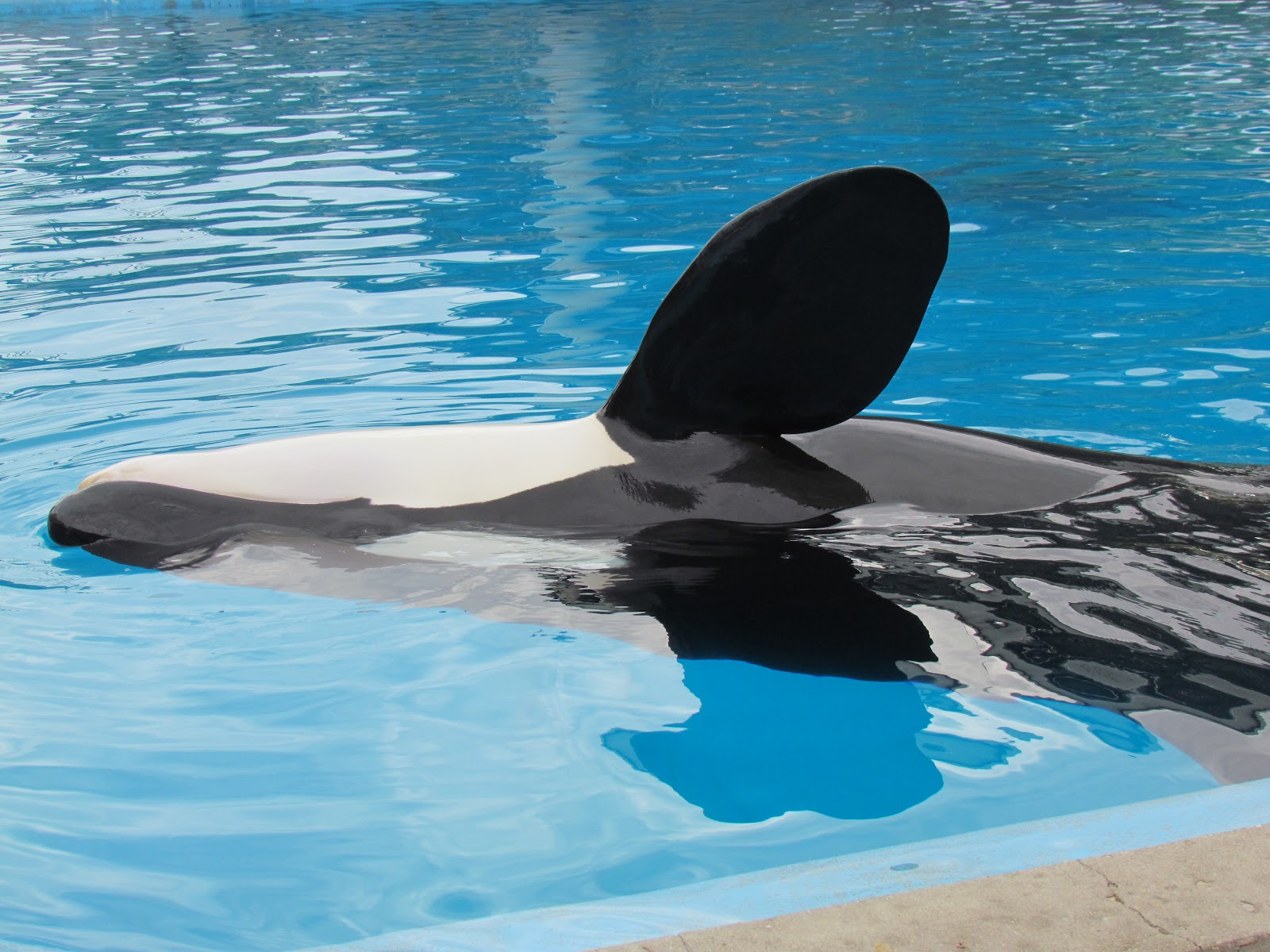 The Nelsons: Sea World - Shamu